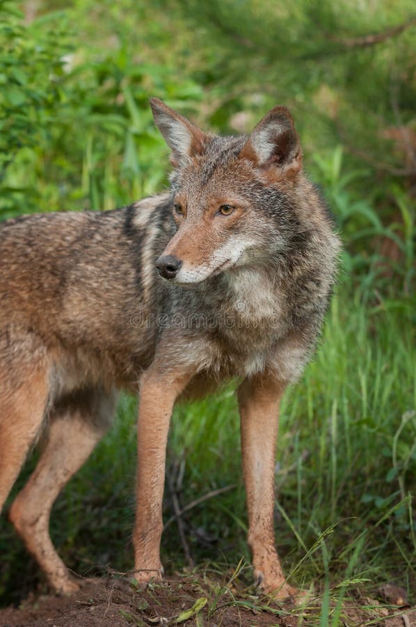 Coyote (Canis Latrans) Stands Alert Stock Photo - Image of outdoors ...