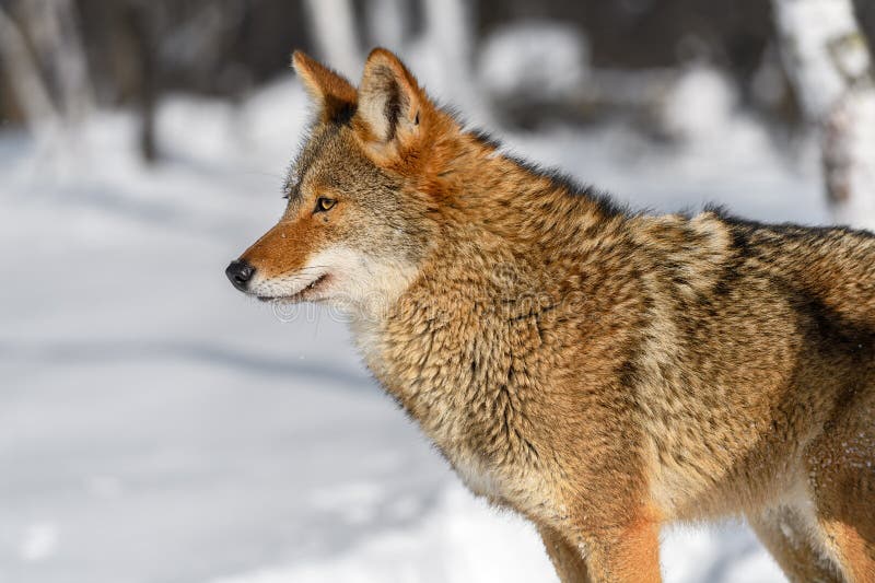 Coyote (Canis Latrans) Stands in Profile Facing Left Winter Stock Photo ...