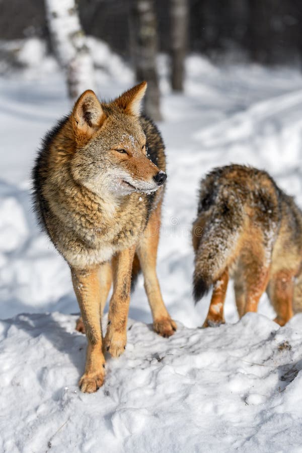 Coyote (Canis Latrans) Steps Forward while Second Steps Away Winter Stock Image - Image of ...