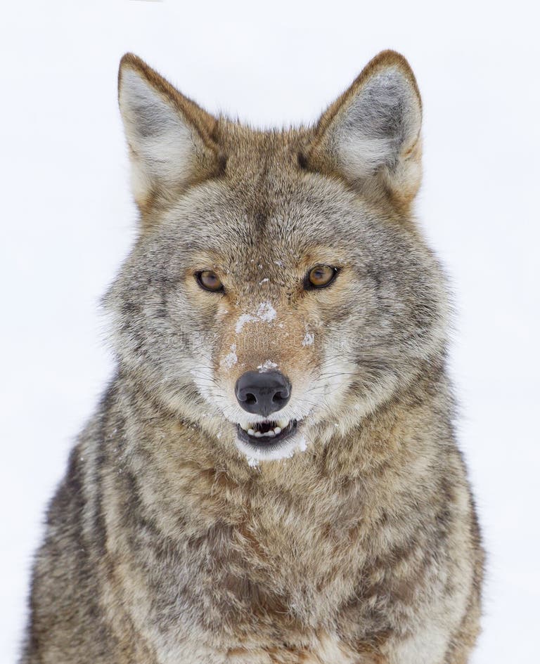 851 Coyote White Background Stock Photos - Free & Royalty-Free Stock ...
