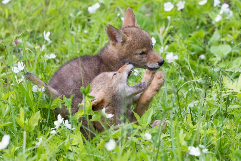 Coyote cubs playing around stock image. Image of playing - 85217643