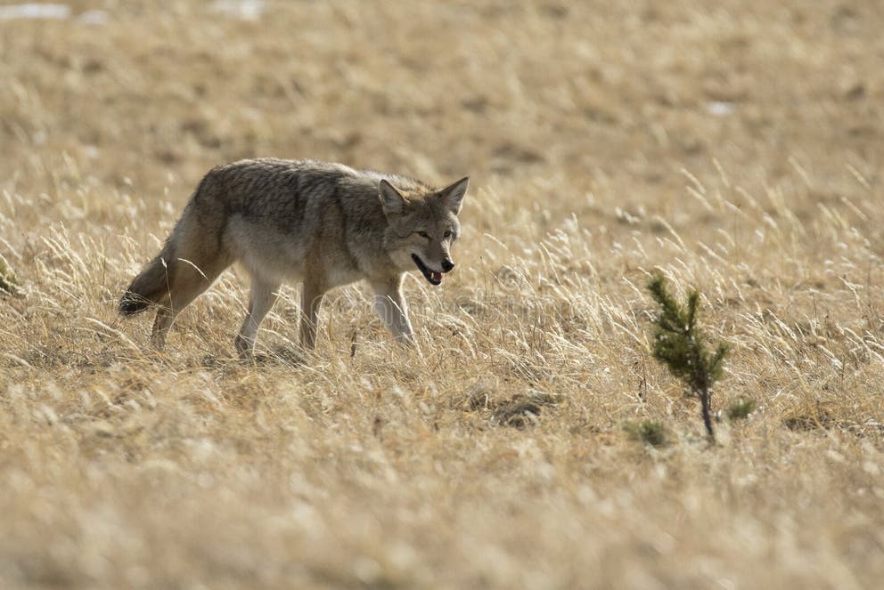 Coyote in Deep Grass Stock Image Stock Photo - Image of mammal ...