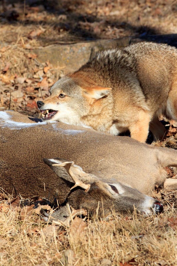 Coyote defending his kill stock photo. Image of american - 79020884
