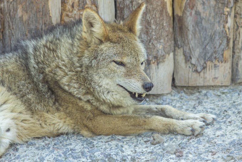 160 Coyote Teeth Stock Photos - Free & Royalty-Free Stock Photos from ...