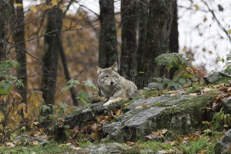 Coyote in Fall, Forest Environment Stock Image - Image of garden ...
