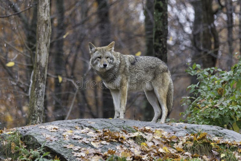 Coyote in Fall, Forest Environment Stock Image - Image of leisure ...
