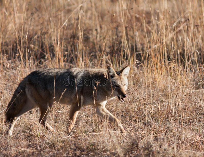 Snarling Coyote stock photo. Image of teeth, attack, predator - 24583084