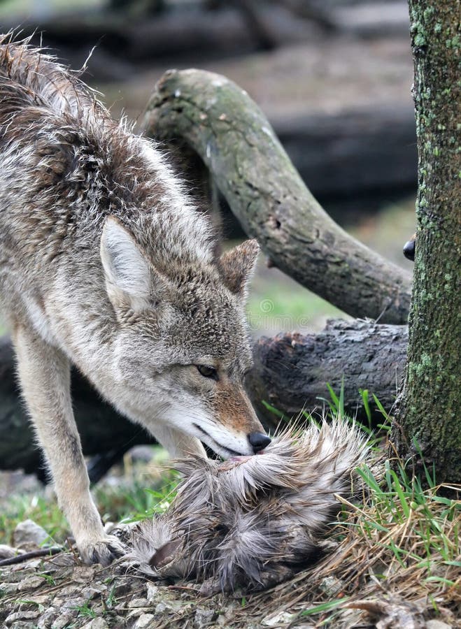 Coyote feeding stock image. Image of nature, carnivore - 27978003