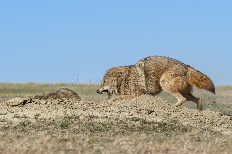 Badger at his den stock image. Image of badger, dakota - 17792355