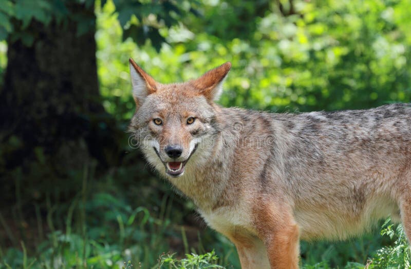 Coyote in forest stock image. Image of wildlife, summer - 33283191
