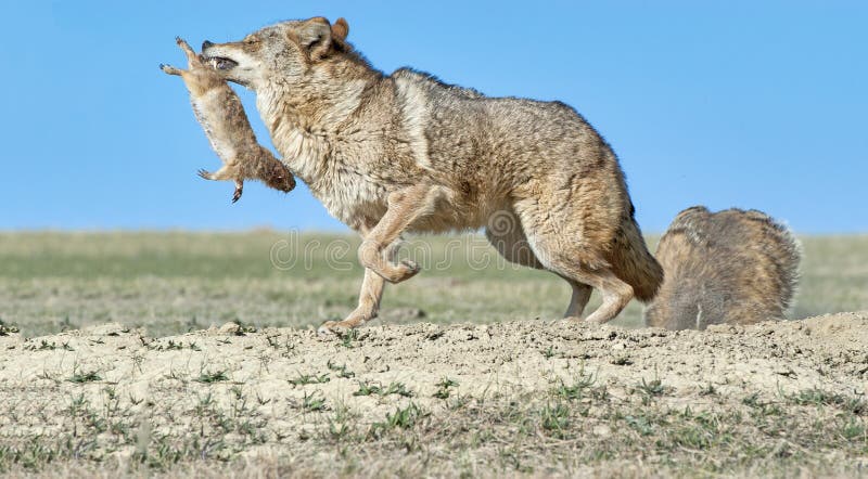 Coyote with Prey stock image. Image of prey, jackson, wetlands - 1654947