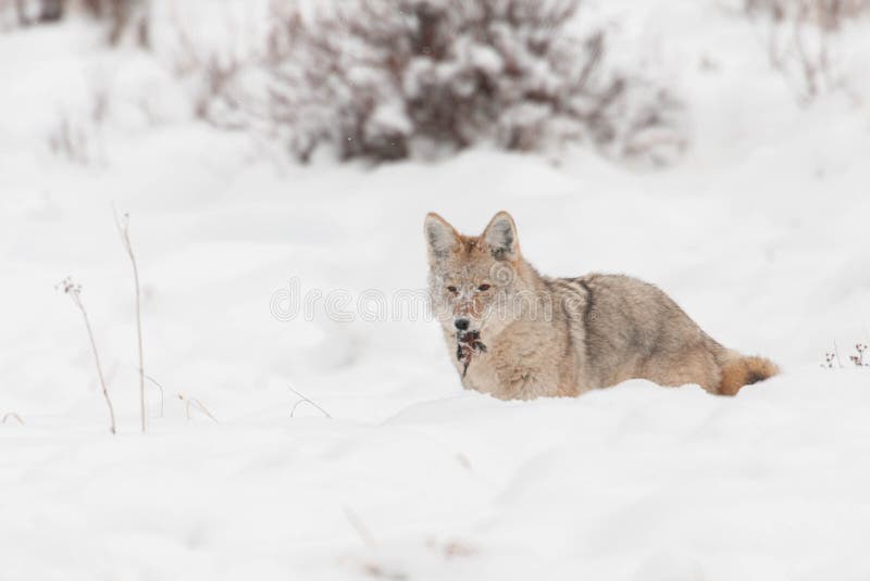 Coyote in Heavy Snow with Mouse for Dinner in Yellowstone Stock Image ...