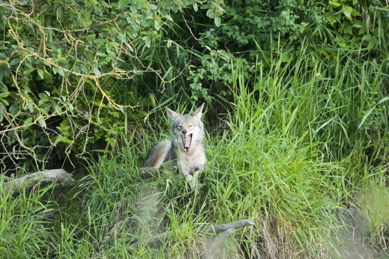 Coyote on hill smiling stock image. Image of grass, young - 72378631