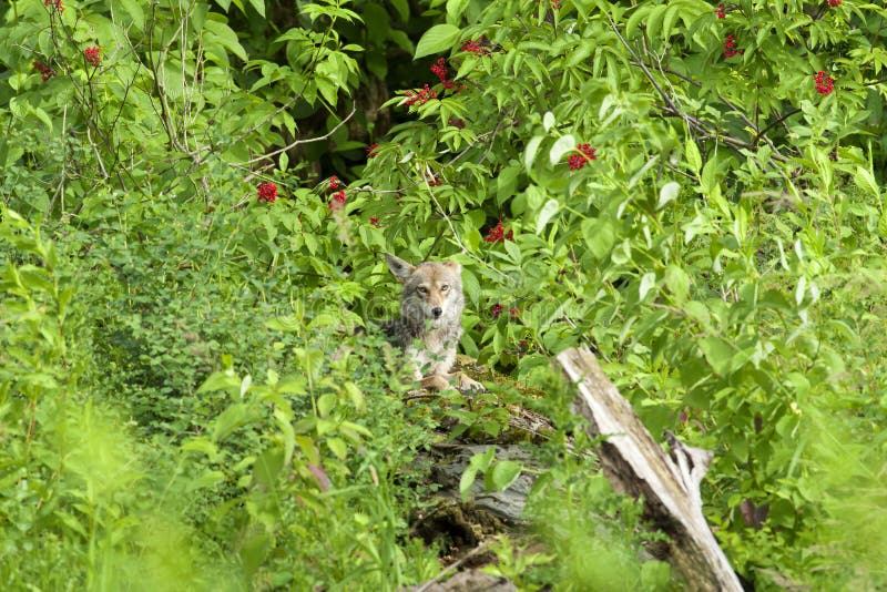 Coyote on hill smiling stock image. Image of grass, wolf - 72515435