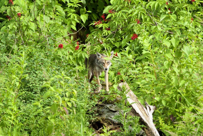 Coyote on hill smiling stock image. Image of field, animal - 72515445