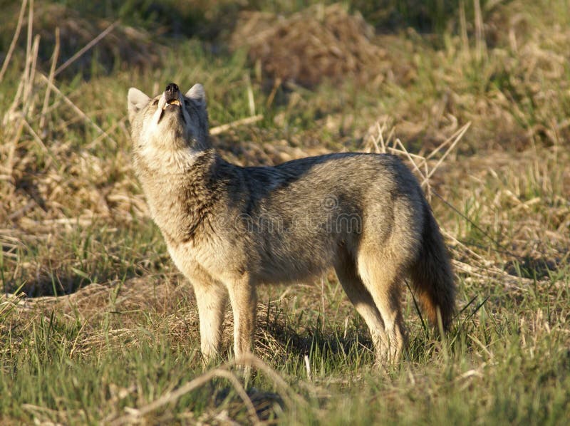 Coyote Howl Picture. Image: 9722346