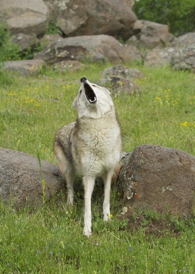 Coyote Howling