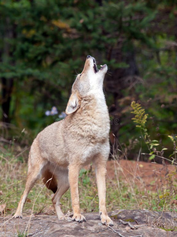 Coyote howling stock image. Image of rock, nature, copy - 21377649