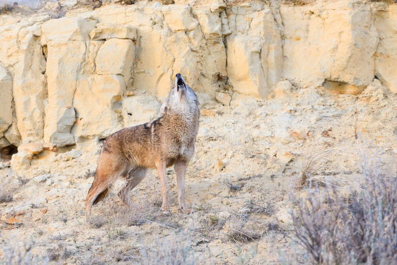 Coyote howling stock image. Image of rock, nature, copy - 21377649