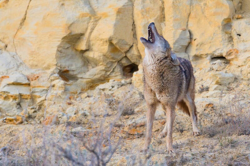 Coyote howling stock image. Image of rock, nature, copy - 21377649