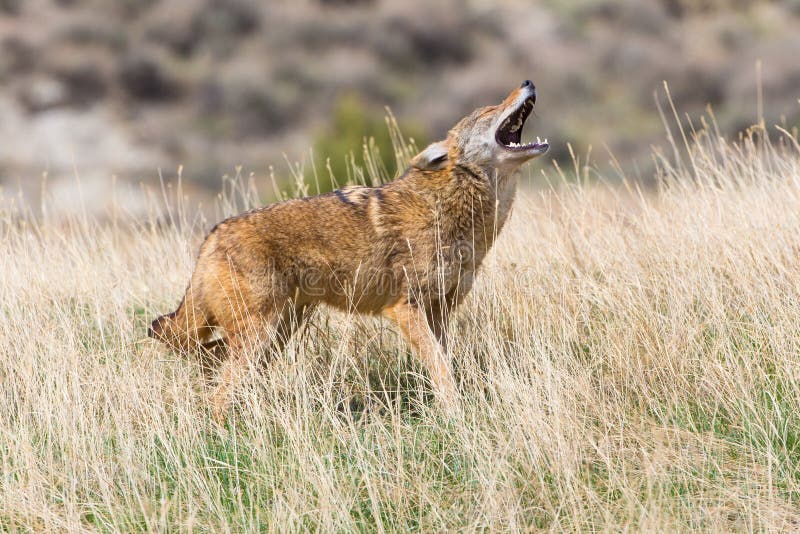Coyote howling stock image. Image of rock, nature, copy - 21377649