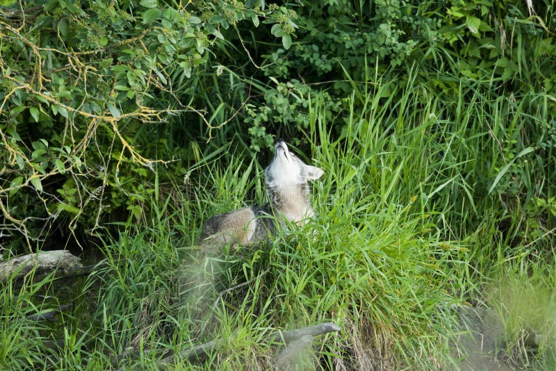 Coyote howling stock image. Image of canis, animal, field - 72378577