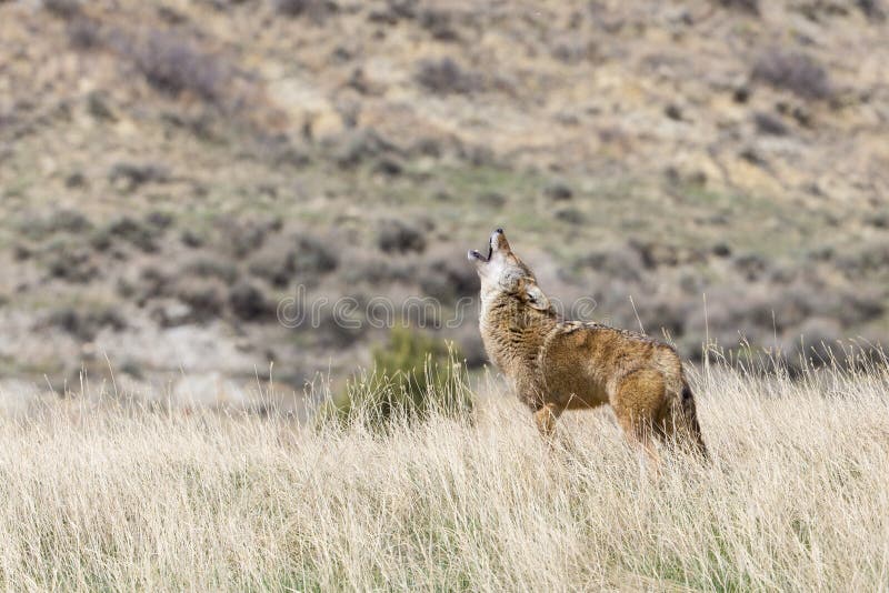 Silhouette of Coyote Howling at Sunrise Stock Image - Image of canidae ...