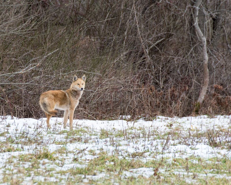 Coyote on hunt stock photo. Image of animal, caniformia - 42658606