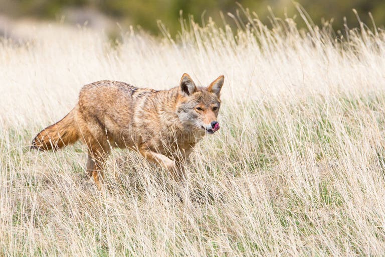 13,689 Coyote Stock Photos - Free & Royalty-Free Stock Photos from ...