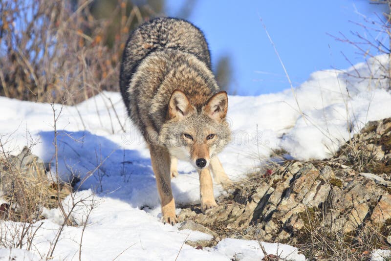 3+ Coyote prey Free Stock Photos - StockFreeImages
