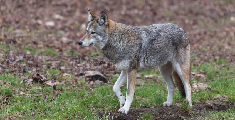 Coyote stock photo. Image of foliage, november, outdoor - 46701792