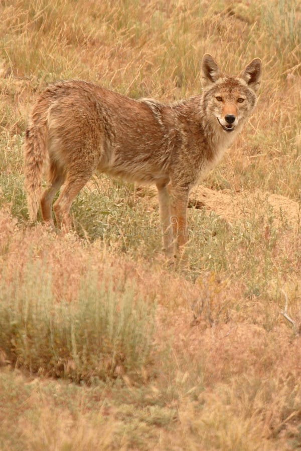 Coyote looking back. stock image. Image of sandy, mammals - 51123663