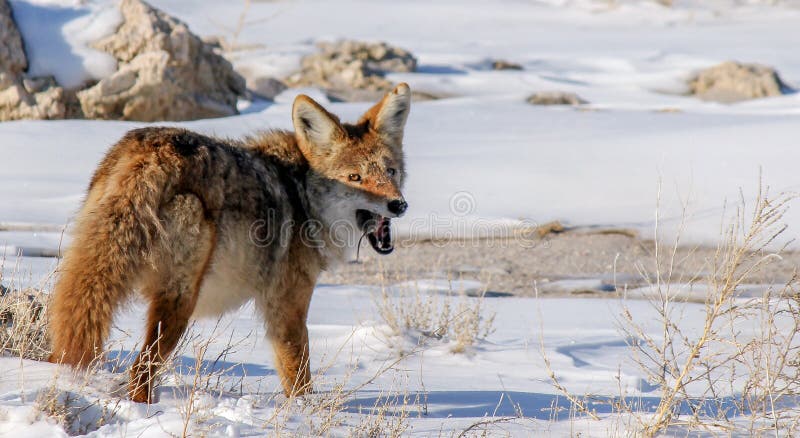 Coyote with mouse 2 stock image. Image of hunting, coyote - 48686063