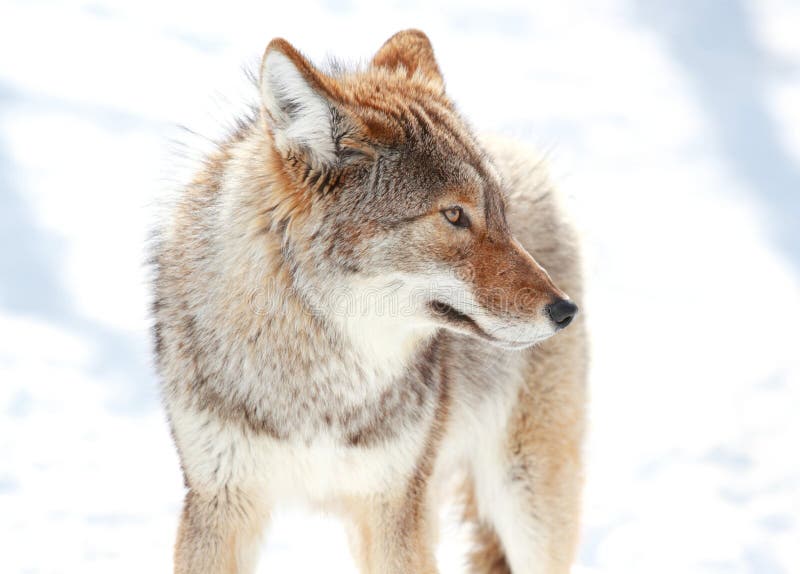 Big coyote stock image. Image of snow, winter, nature - 29757581