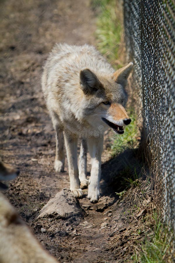 Coyote Fence stock photo. Image of background, boundary - 30126270