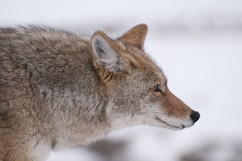 Coyote Portrait stock photo. Image of winter, mammals - 13288316