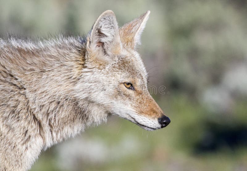 269 Coyote Profile Stock Photos - Free & Royalty-Free Stock Photos from ...