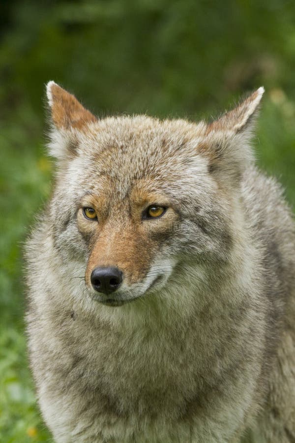 Coyote stock photo. Image of head, format, coyote, vertical - 4796008 Coyote stock photo. Image of head, format, coyote, vertical - 4796008