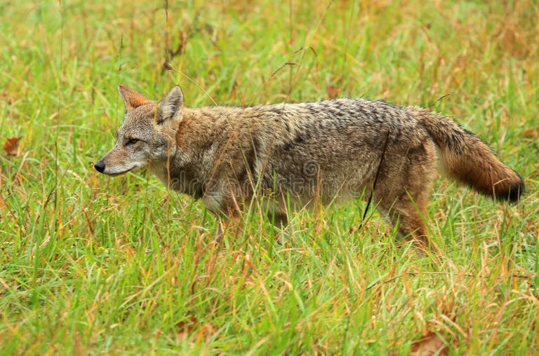 Coyote stock image. Image of brown, coyote, canidae, canis - 62506861