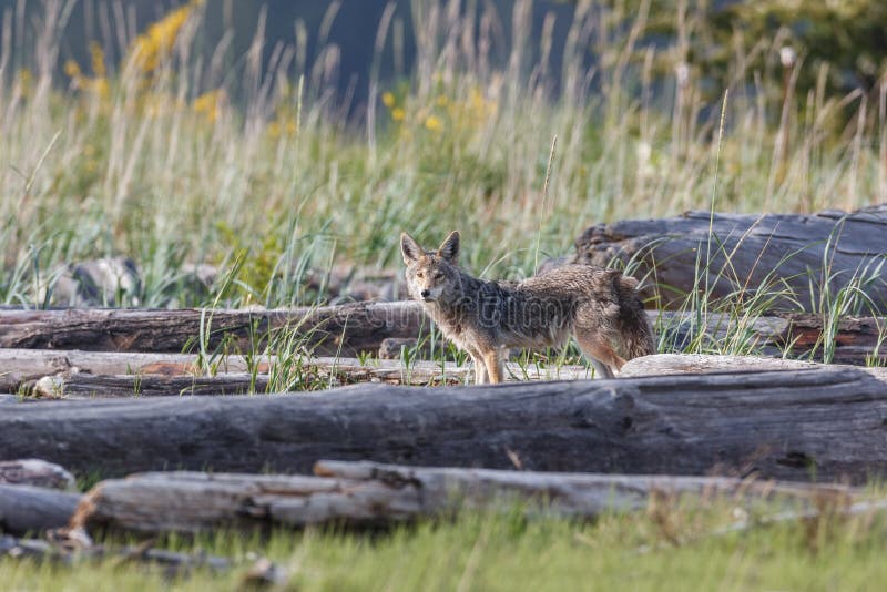 Prairie Coyote stock image. Image of animals, predators - 50967403