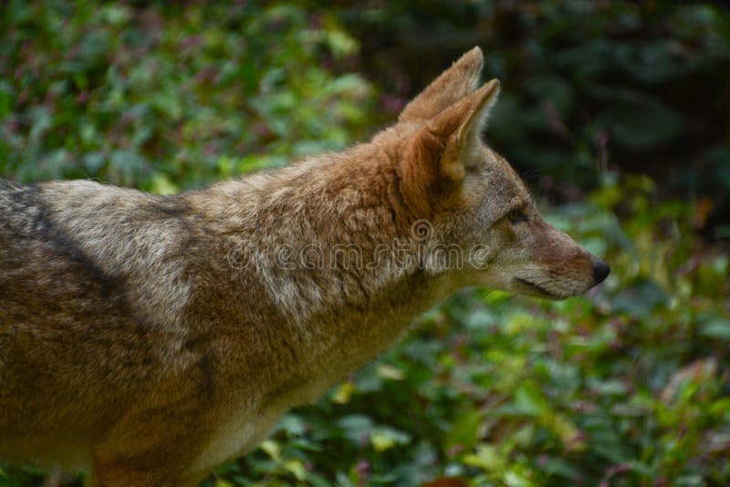 Coyote Profile in Nature stock photo. Image of keeping - 198648370