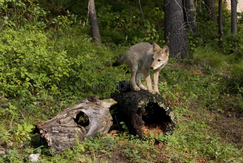 Nature Alpha Log Page Stock Photos - Free & Royalty-Free Stock Photos ...