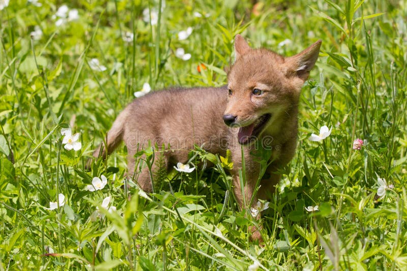 Coyote Cubs Playing Around Stock Photos - Free & Royalty-Free Stock ...