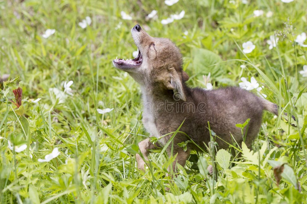 Coyote Pup Yelping stock photo. Image of mammifres, canidae - 36416460
