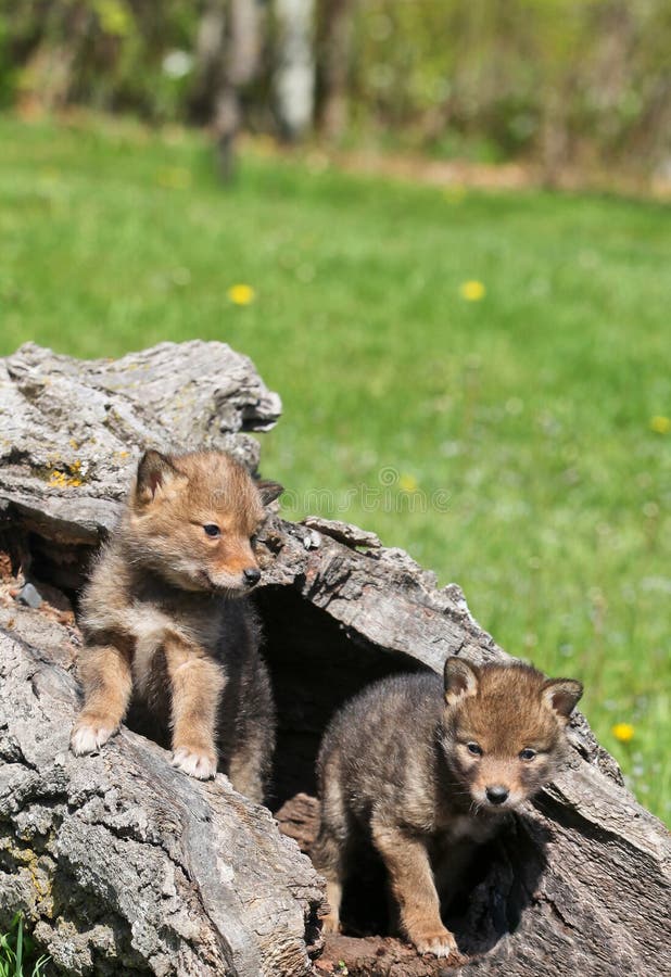 Cute Coyote Pup stock image. Image of canine, grassland - 9532729