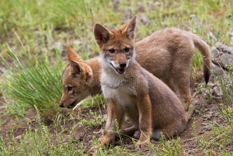 Coyote Pups Pup Canis Latrans Wild Stock Photo - Image of canine, wild ...