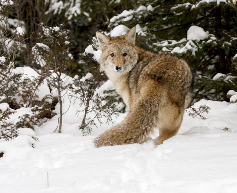 Coyote, Rear View, in Deep Snow with Conifers in Background Stock Photo ...
