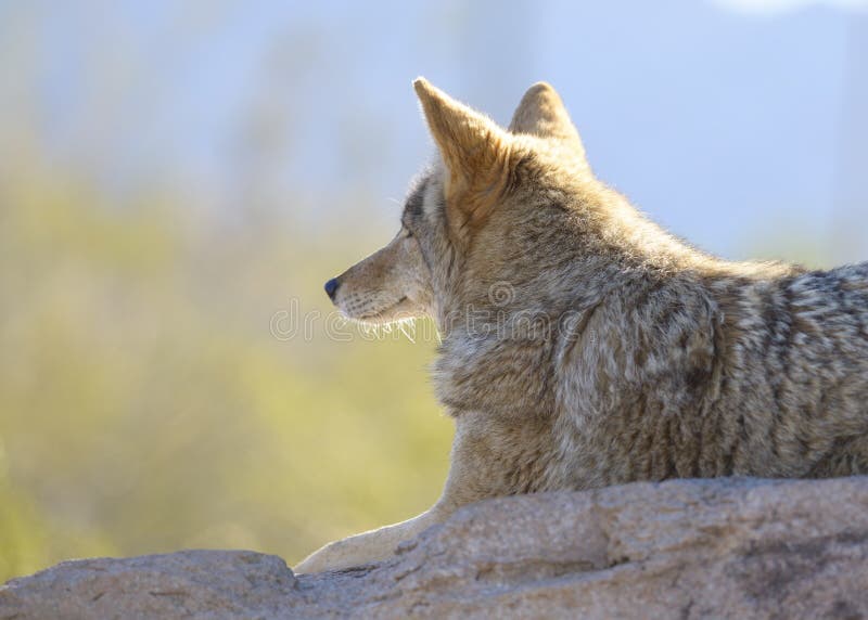 Coyote howling stock image. Image of rock, nature, copy - 21377649