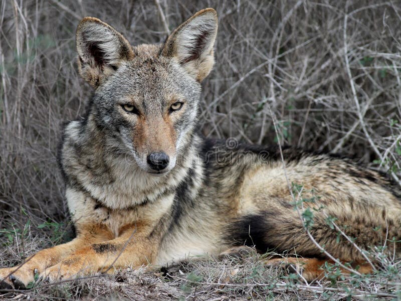 Coyote Relaxing in South Texas Stock Photo - Image of outdoors ...