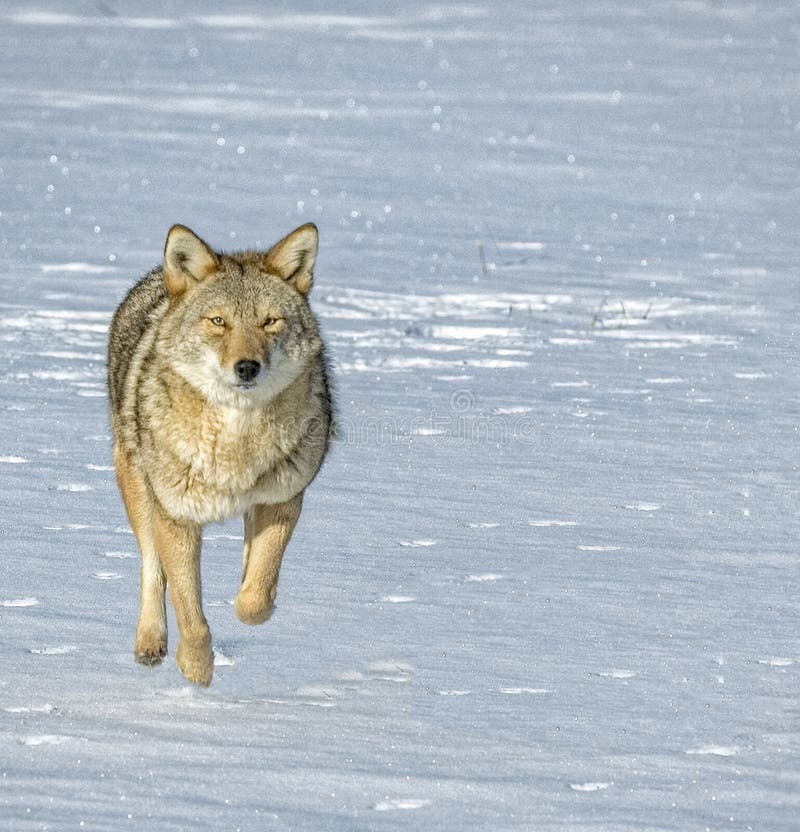 Running coyote stock image. Image of mammal, predator - 1263957